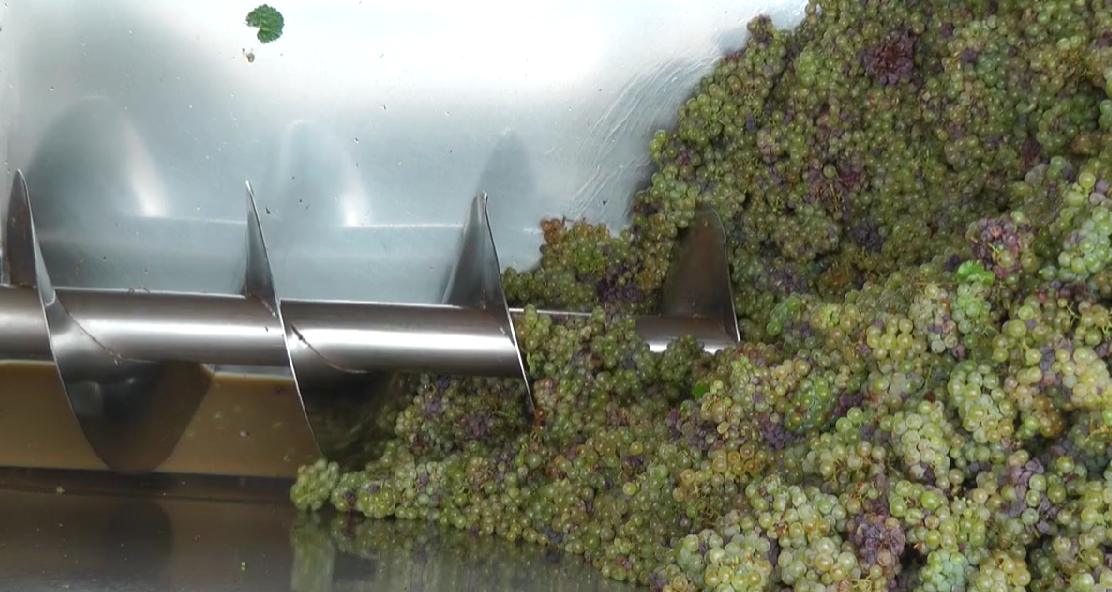 Wine Essentials - Basic Wine Knowledge For Beginners