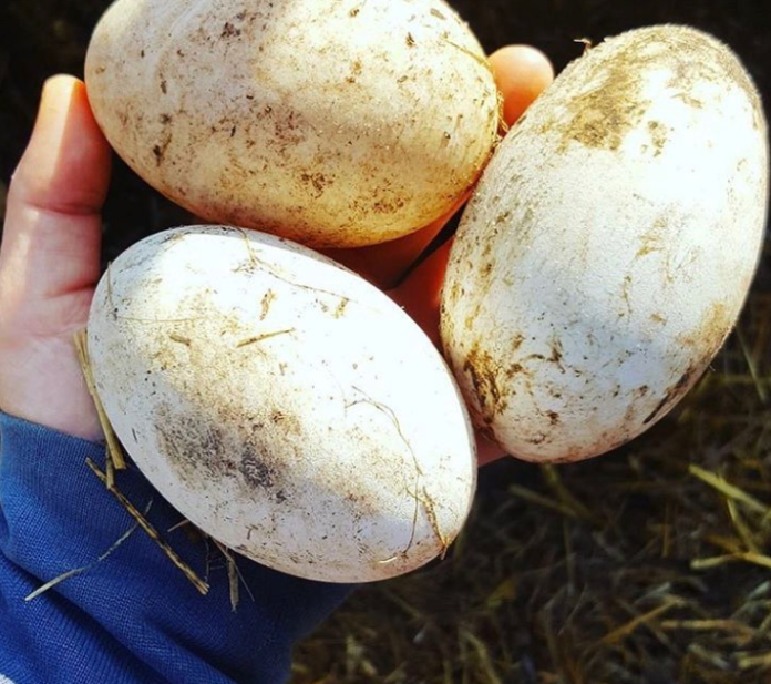 12 Types Of Eggs | Different Animal Eggs - Restaurants